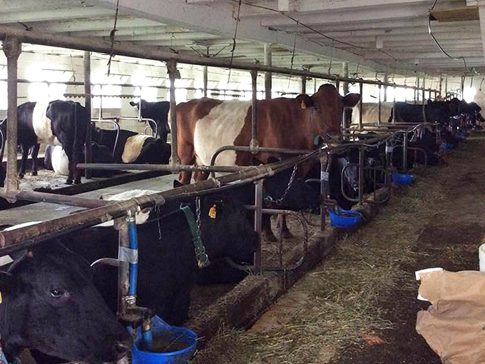 Meet the original farm-to-table movement. These dairy cows don't know they're part of a process that hasn't changed while the rest of us debate oat milk versus almond.