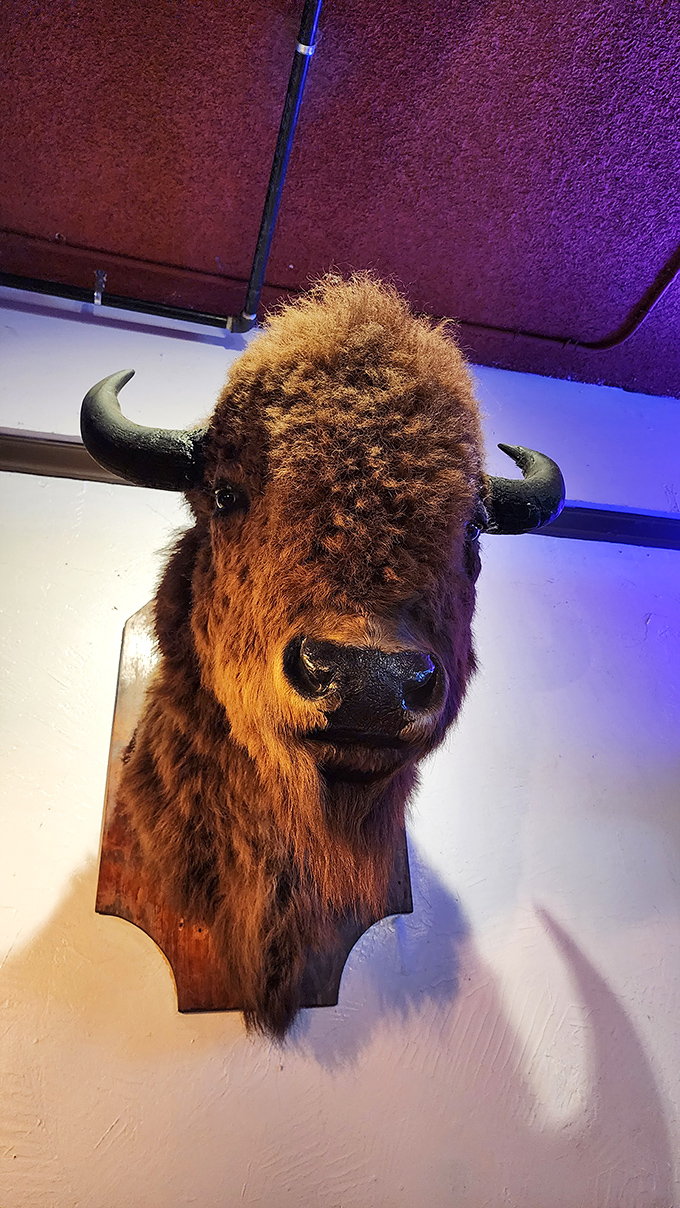 That buffalo head has watched over more meals than most restaurants serve in a lifetime.