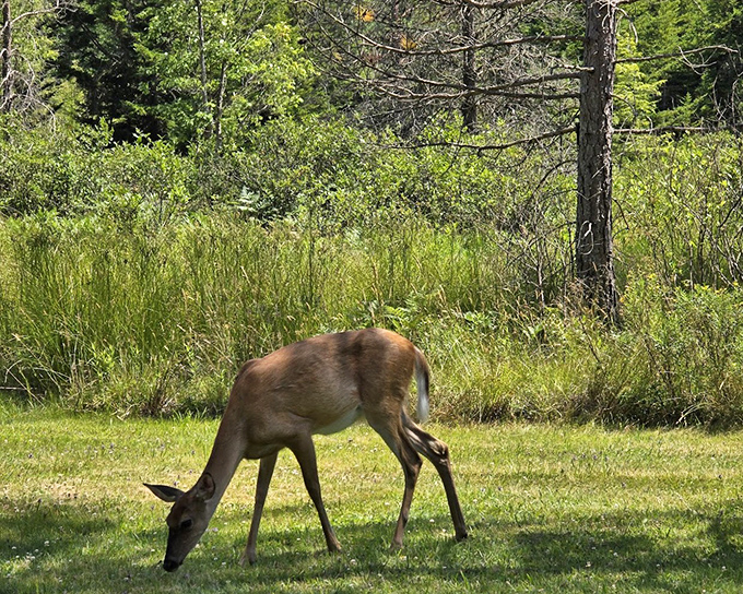 A gentle deer grazes peacefully, unaware it's creating the perfect West Virginia moment. Wildlife encounters here don't require special effects or zoom lenses.