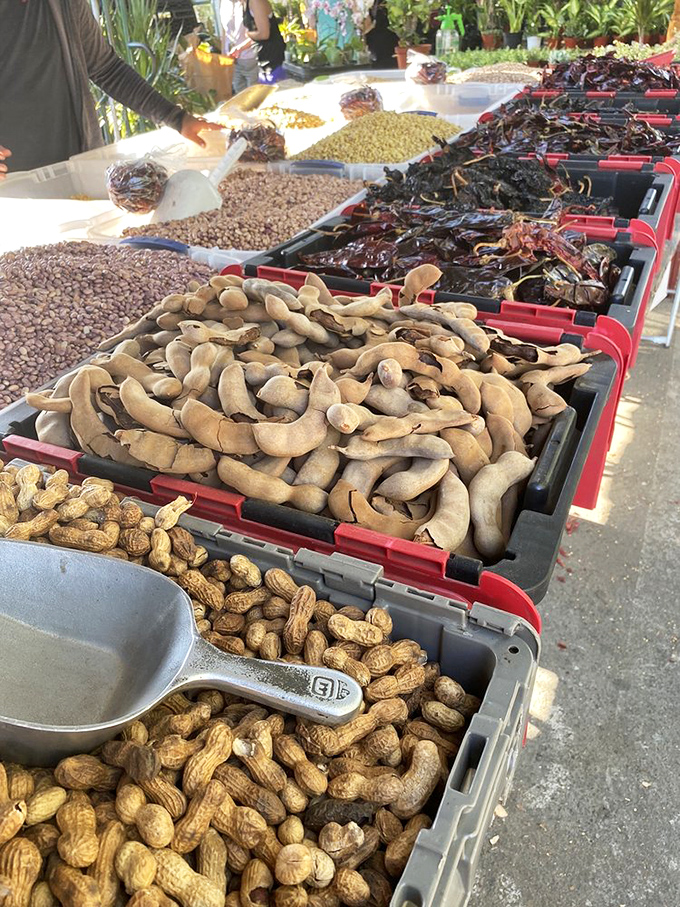 Nature's snack bar! These tamarind pods, peanuts, and dried chilies are the building blocks of flavor that make abuela's recipes impossible to replicate.