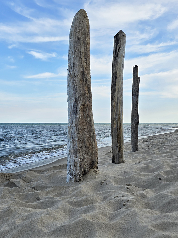 Nature's sculpture garden emerges from the sand. These weathered sentinels have stories to tell of storms, shipwrecks, and countless Michigan summers.