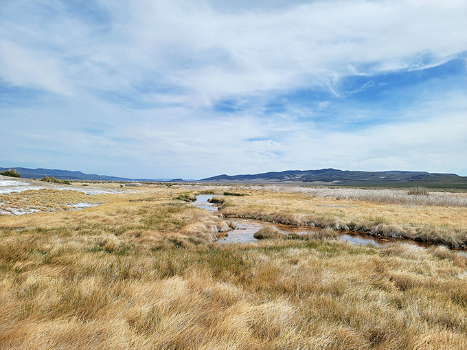 Wetlands stretch across the wildlife area, attracting birds and anglers who appreciate nature's free entertainment better than any streaming service.