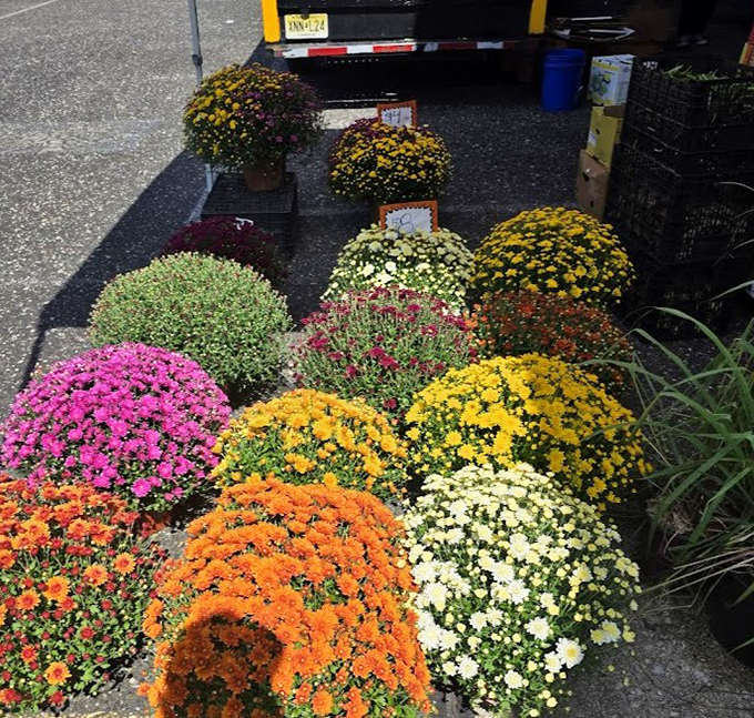 A rainbow of chrysanthemums bringing autumn vibes. Nature's color palette on full display&mdash;ready to brighten your garden or doorstep for the season.