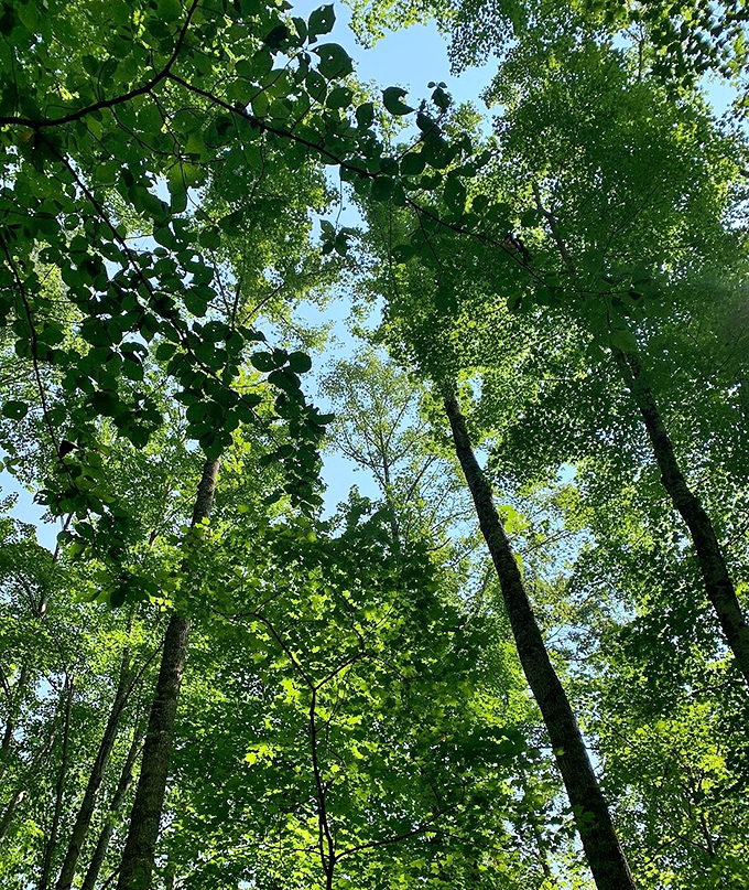 Looking up through this cathedral of leaves, you'll find the original stained glass windows &ndash; designed by Mother Nature herself.