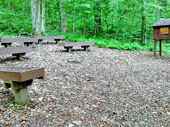 Forest amphitheater seating that looks like it was designed by minimalist woodland creatures with excellent taste in gathering spots.