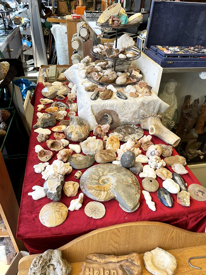 Ancient treasures spread across red velvet. These fossils and shells have waited millions of years to become the conversation piece in your living room.