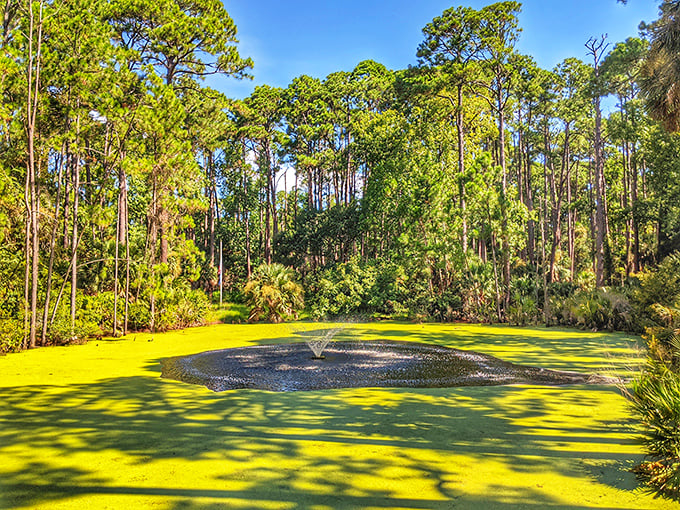 This emerald pond, dressed in its finest algae couture, proves that even swamps can be runway models with the right lighting. 