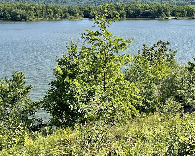 The Illinois River flows past with quiet confidence, having shaped this landscape for thousands of years without ever needing to brag about it.