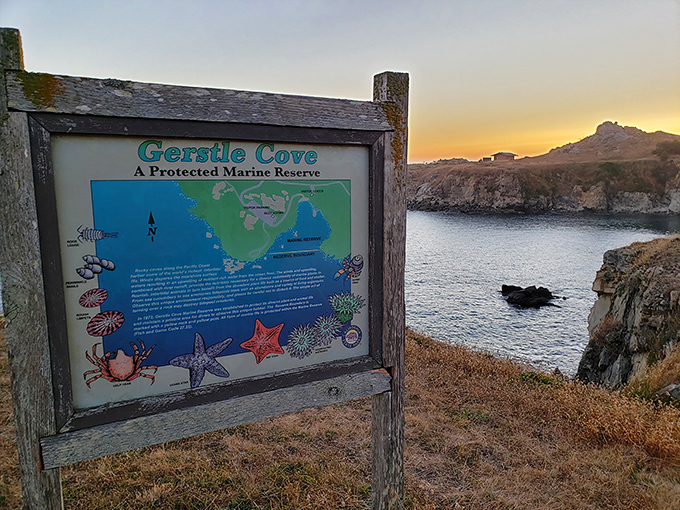 Marine conservation never looked so good. Gerstle Cove's protected waters offer a glimpse into what healthy ocean ecosystems can be when given a chance.