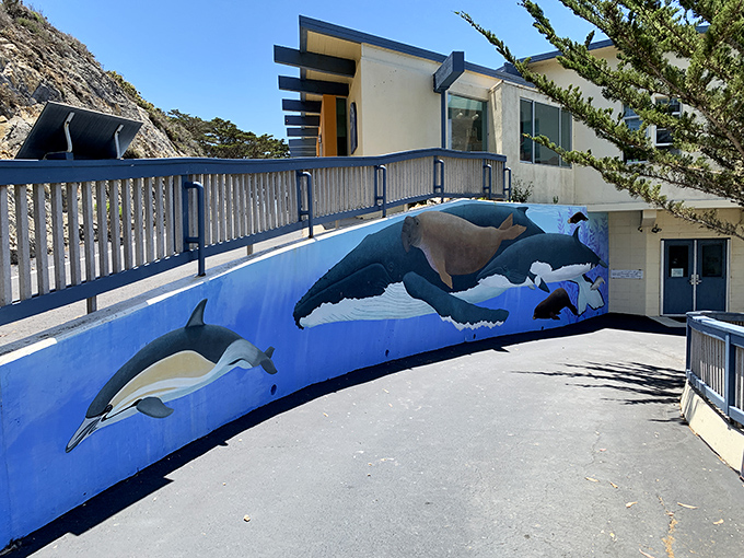 Marine life murals transform ordinary walls into underwater windows, reminding visitors of the magnificent world beneath Morro Bay's surface.