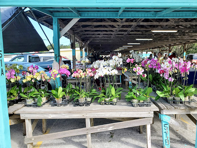 A symphony of orchids brings tropical elegance to the market&mdash;nature's artwork available at prices that won't wilt your wallet.