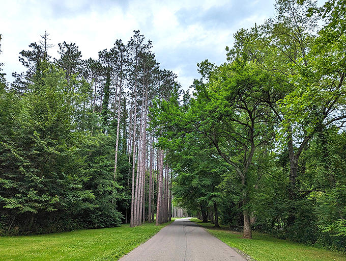 The road through Beaver Creek's pine sentinels feels like driving through nature's honor guard. Roll down the windows and breathe deeply.