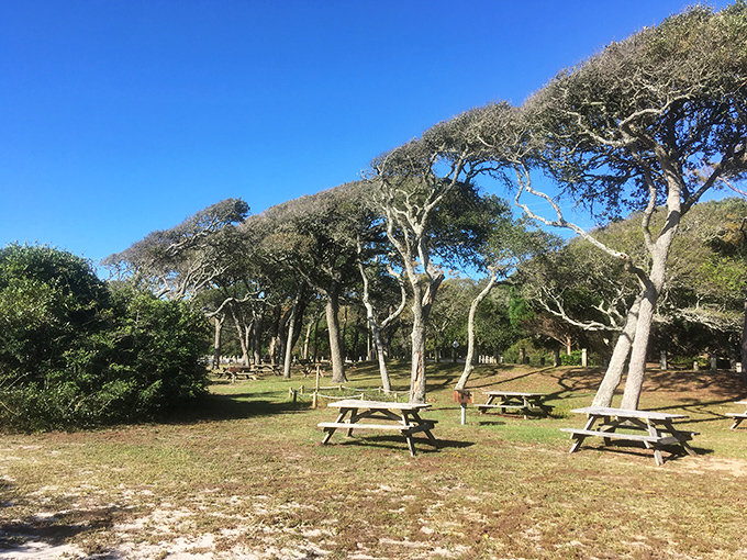 These wind-sculpted oaks throw shade in the best possible way, creating nature's own picnic pavilion.