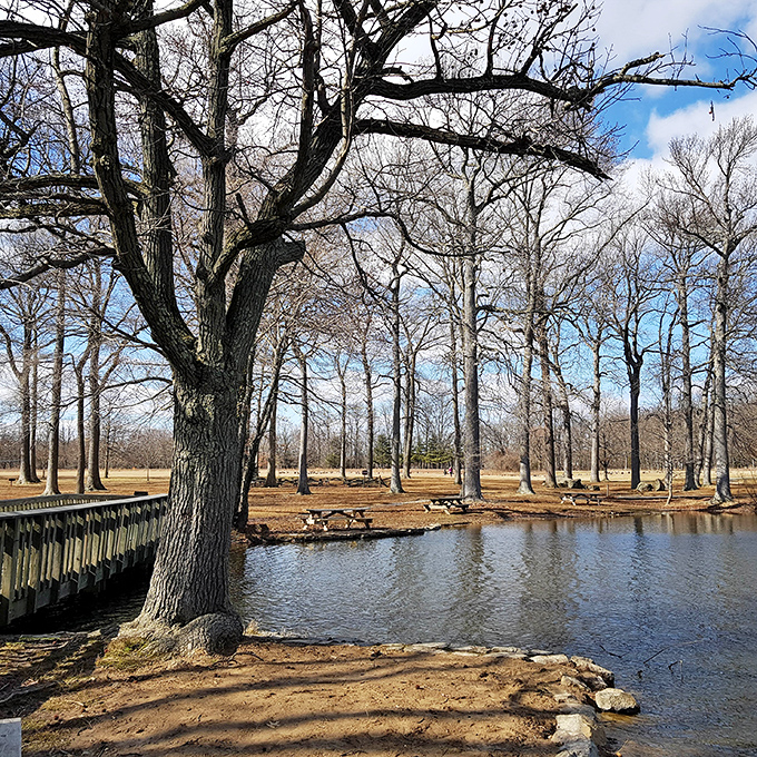 Bare winter trees create nature's own modern art installation around the pond—minimalism at its most magnificent.