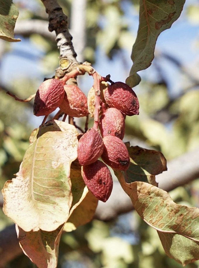 Nature's jewelry: pistachio clusters hanging from the tree reveal the surprising beauty of agriculture before processing begins.
