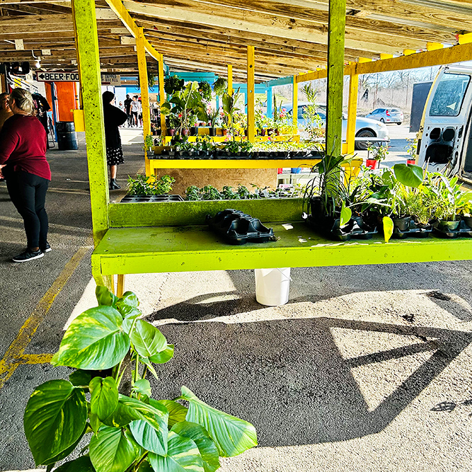 Plant vendors create pockets of green serenity amid the market hustle, offering living souvenirs that outlast any impulse purchase.