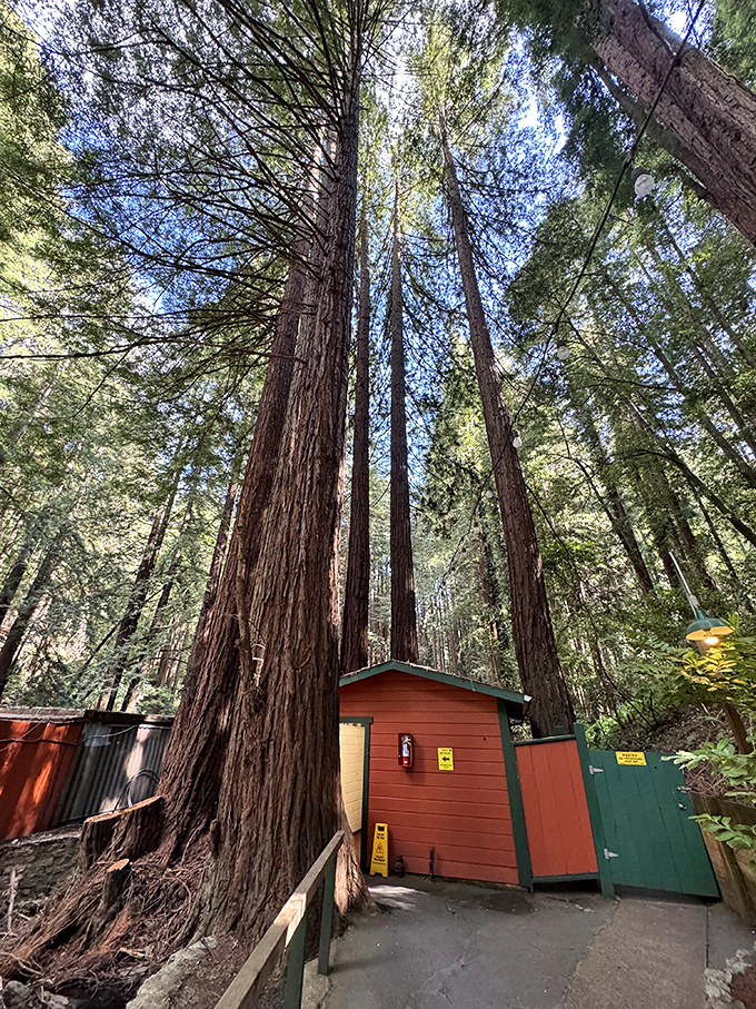 Towering redwoods dwarf the Mystery Spot's buildings, creating a magical setting where both natural and supernatural wonders coexist in perfect harmony.