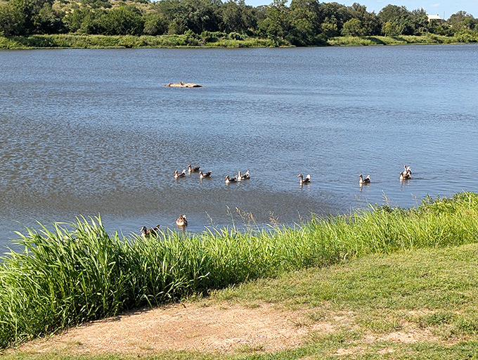 These waterfowl have clearly found the best real estate in town, proving that even ducks appreciate Llano's waterfront charm.