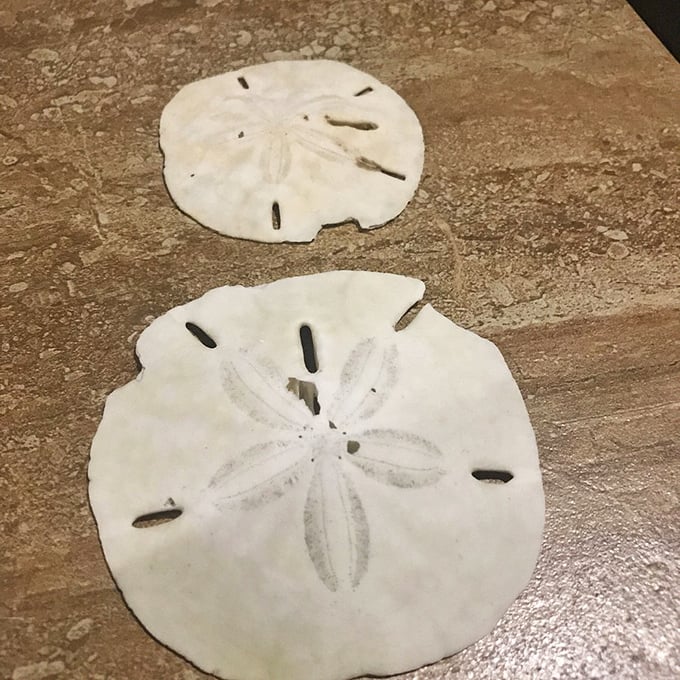 Sand dollars&mdash;nature's perfect currency. Unlike Wall Street, these pristine specimens always retain their value.