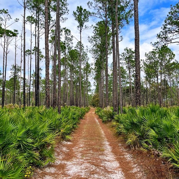 Florida's version of a forest cathedral, where pine sentinels reach skyward and saw palmettos create nature's perfect ground cover.