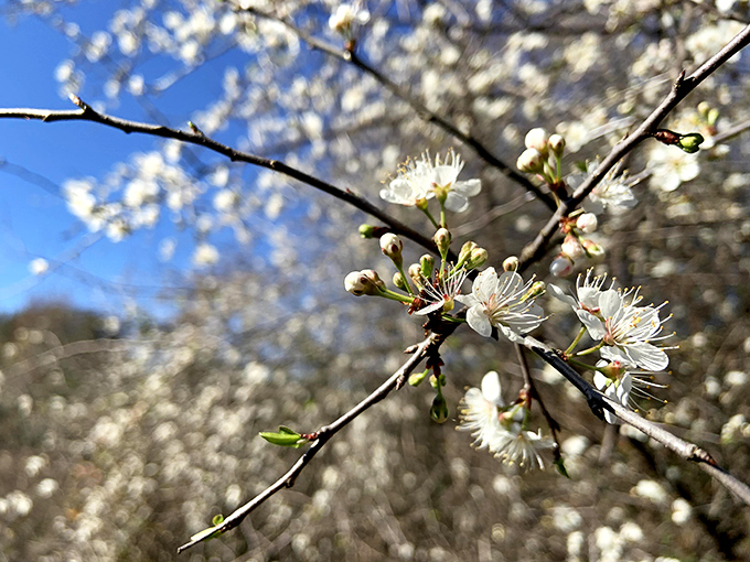 Spring's delicate announcement party. These blossoms don't need social media to celebrate their arrival&mdash;they've been going viral naturally for centuries.