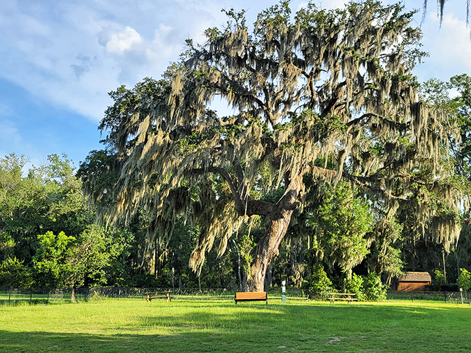 Spanish moss drapes from ancient oaks like nature's own decorative tinsel. This living curtain has been setting the stage for Southern drama since before Shakespeare picked up a quill.