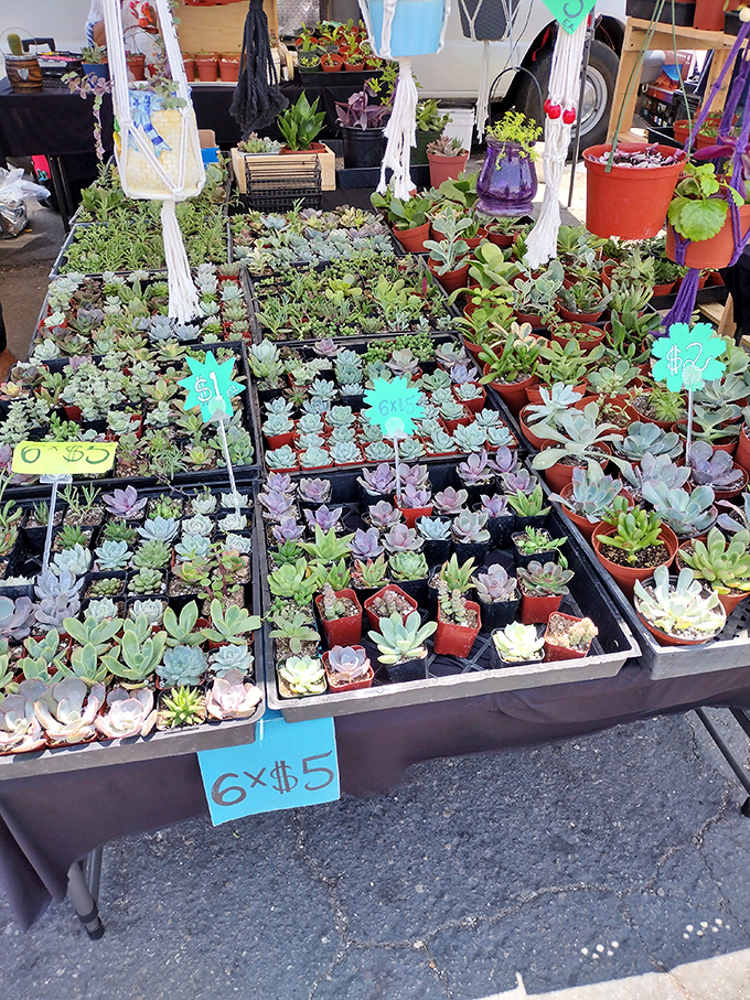 Succulent paradise at bargain prices. These water-wise little sculptures prove that desert plants can be both practical and irresistibly cute.