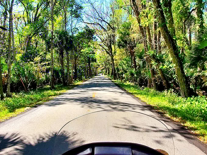 Sunshine dapples through the canopy, creating a natural kaleidoscope effect that no Instagram filter could ever improve upon.