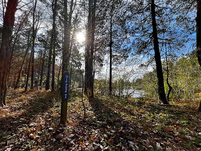 Sunlight filters through the forest canopy like nature's own stained glass. Trail markers keep you from getting happily lost.