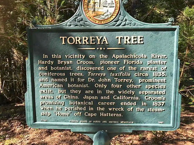 The rare Torreya tree, botanical royalty that survived since dinosaur days. This living fossil makes your 100-year-old family recipes seem like recent innovations.