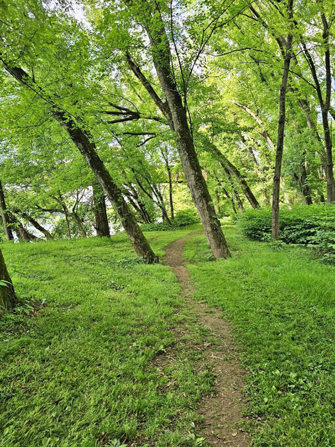 Spring's electric green carpet rolls out between leaning trees. Nature's version of the yellow brick road, minus the munchkins.