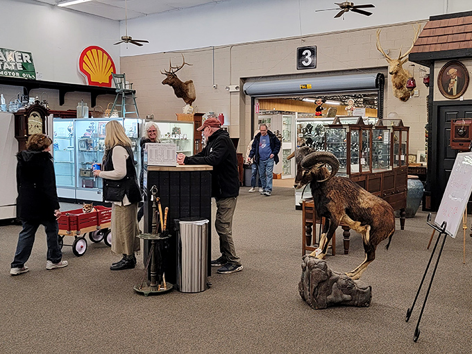 Where shoppers and taxidermy share floor space in peaceful coexistence. That moose has witnessed more bargain hunting than a lifetime subscription to Consumer Reports. 
