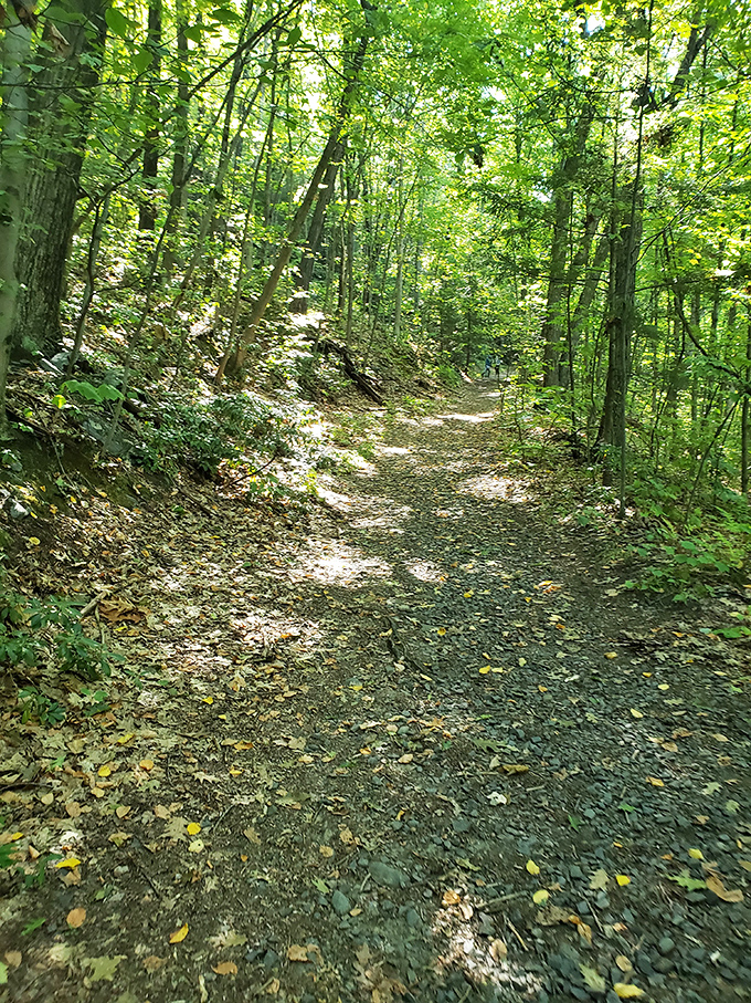 Wantastiquet Mountain Trail offers hiking that challenges your legs without challenging your wallet, plus views that rival destinations charging fifty dollars just to park.
