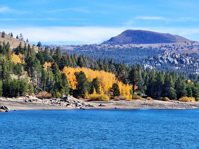 Fall's golden aspen groves create nature's perfect contrast against evergreens and blue waters. Autumn showing winter and summer who's boss.