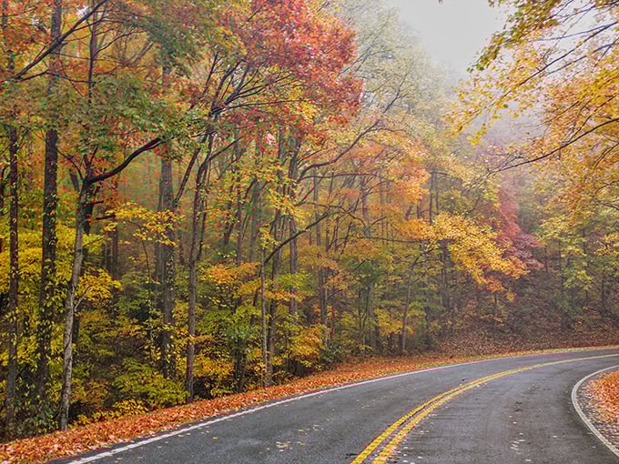 Fall's color explosion transforms ordinary trees into extraordinary masterpieces &ndash; nature showing off without apology.