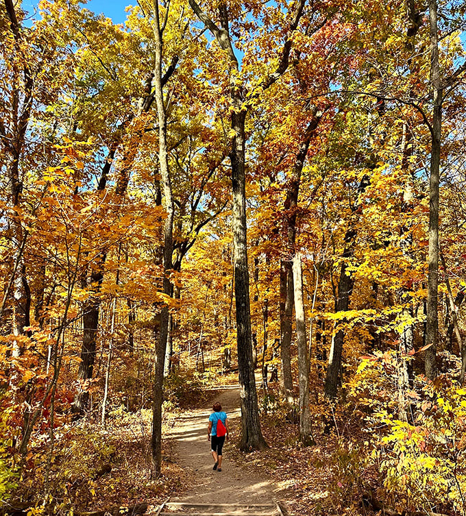 Hiking through autumn's golden cathedral in Sheboygan County feels like walking through nature's finest art gallery, where every step reveals a new masterpiece.