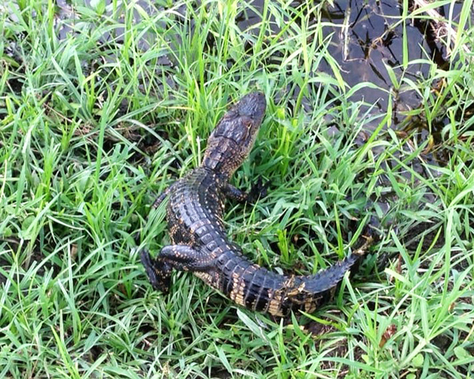 Baby alligator practicing looking innocent. Don't be fooled&mdash;those prehistoric eyes have been perfecting that stare for millions of years.