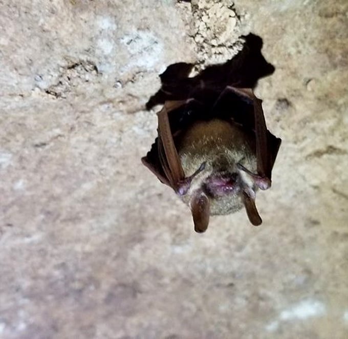 Meet one of the cave's current residents! This bat has found the perfect upside-down home in the consistent temperature of Inner Space.