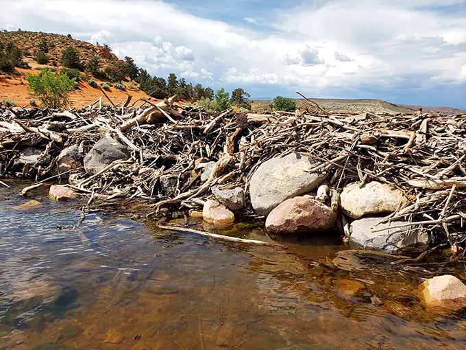 Nature's engineers were here. This impressive collection of driftwood shows that beavers could teach human architects a thing or two.