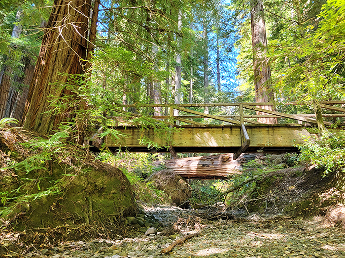 A humble bridge connects human visitors to the heart of the forest. Crossing over feels like accepting a personal invitation from the ancient residents.