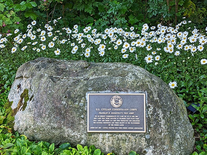Daisies frame this CCC commemorative marker, honoring the "tree army" that built many of America's most beloved parks during the Depression era.