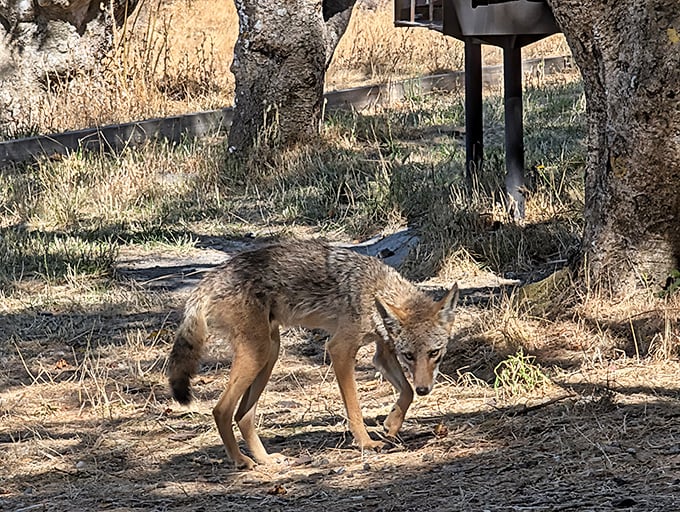 Island resident giving tourists the once-over—this coyote didn't get the memo about humans having the day pass to his territory.