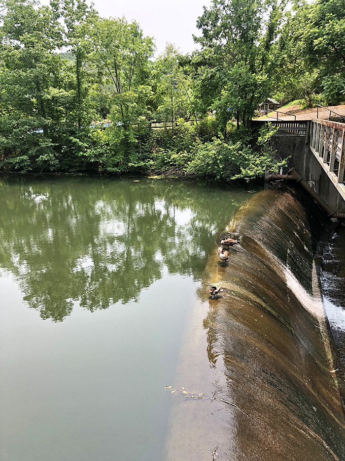 Engineering meets ecology at Radnor's historic dam, where ducks have turned industrial infrastructure into premium sunbathing platforms.