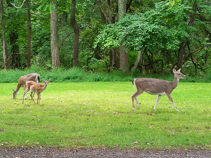 A family of deer pauses mid-brunch on the lawn. The original free-range diners showing humans how it's done since forever.