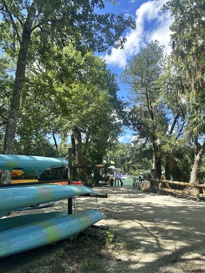 Dappled sunlight filters through ancient trees, creating nature's own light show on the path to paradise.