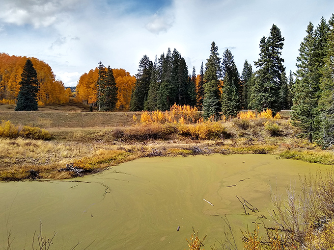 Fall's golden touch turns the aspen groves into nature's own light show &ndash; no special effects department could improve this masterpiece. 