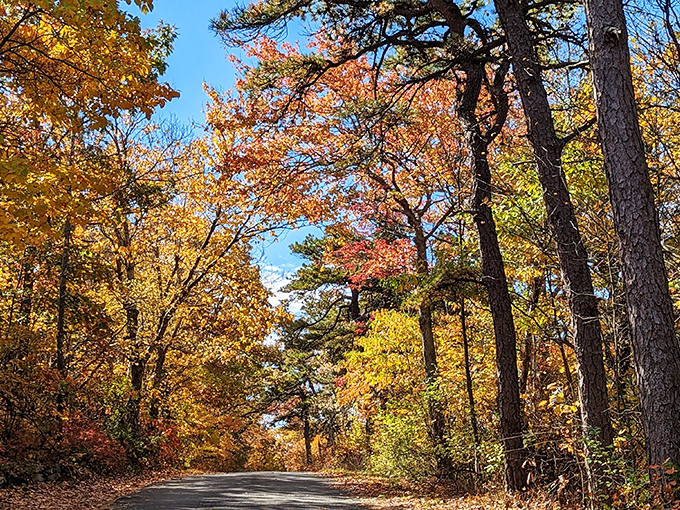 Fall's golden hour on the park roads. Driving these curves feels like traveling through a tunnel of amber light and impossible colors.
