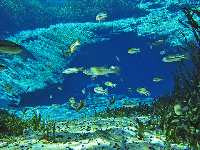 An underwater neighborhood bustling with activity &ndash; schools of fish navigate their crystal-clear domain with effortless grace.