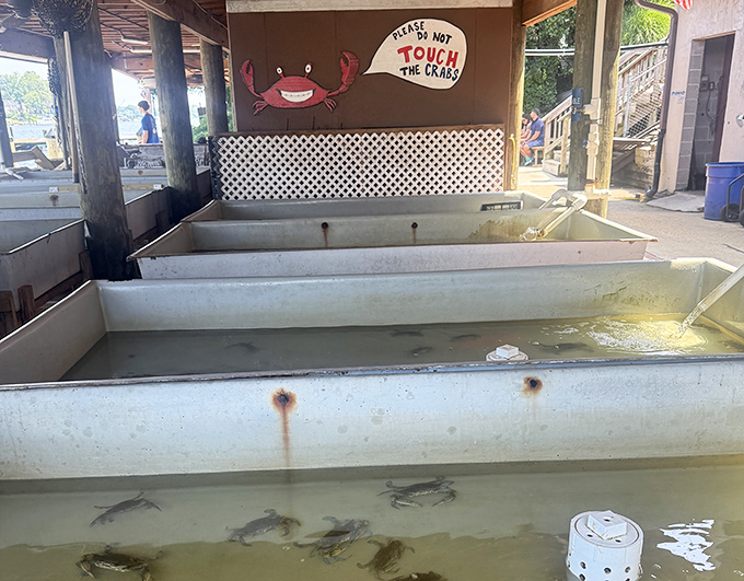 The crab tanks&mdash;where the stars of the show wait for their big moment. That sign politely asking not to touch them is the equivalent of "Don't poke the talent."