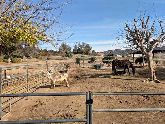 Farm animals enjoy their spacious enclosures, contemplating the simple pleasures of hay and occasional visitor attention.